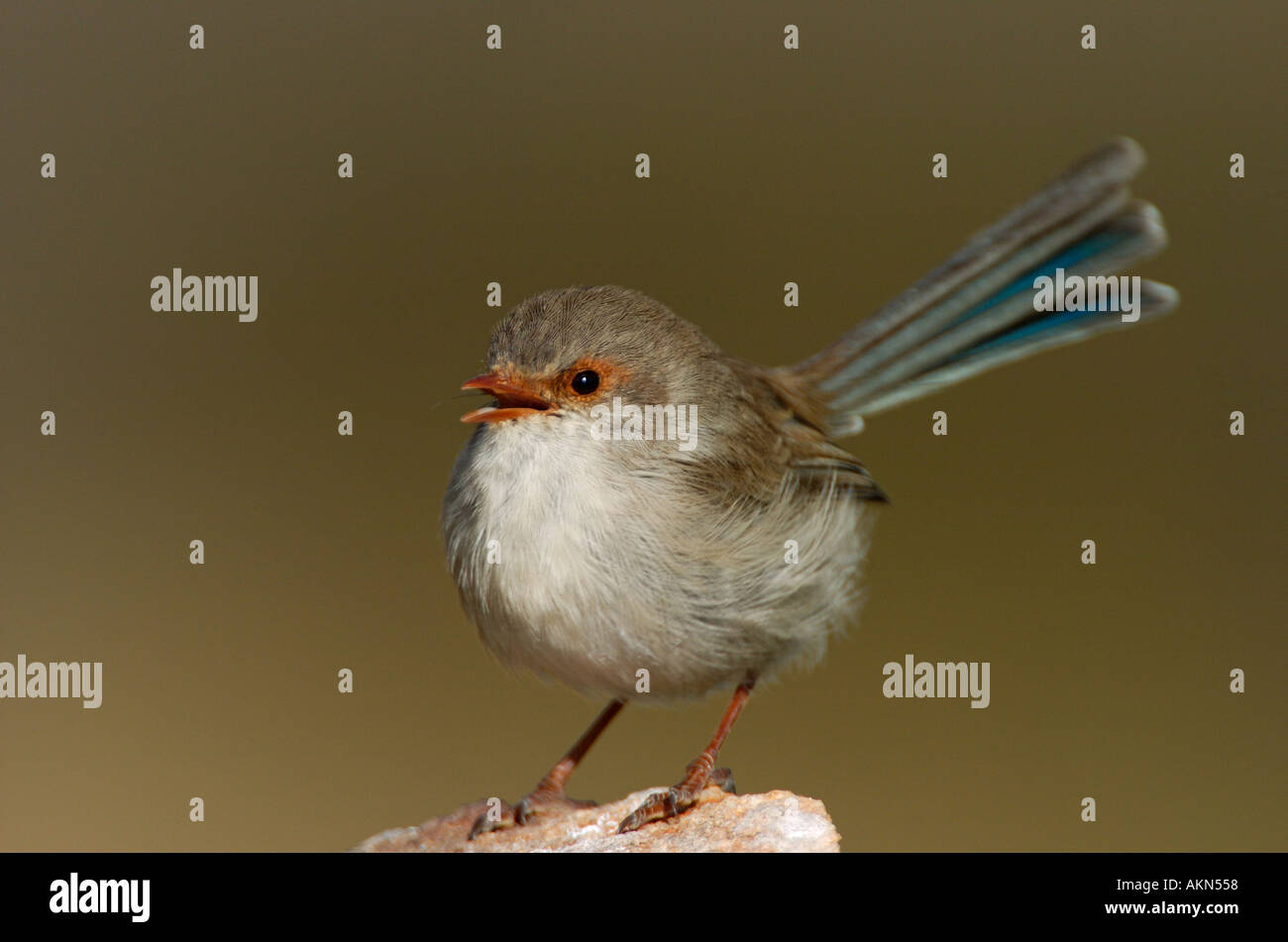 Superb Fairy wren Malurus cyaneus Stock Photo - Alamy