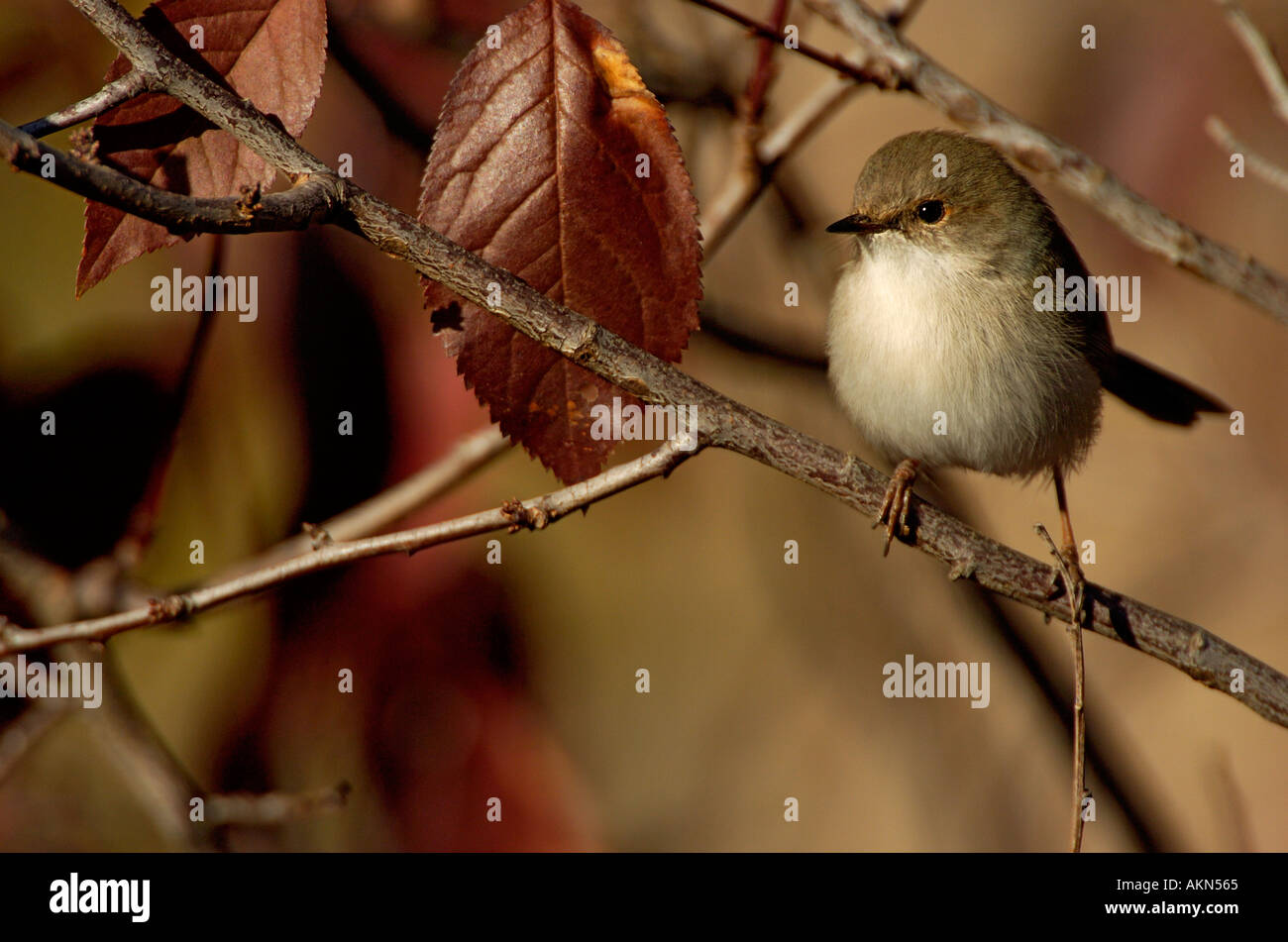 Blue wren flying hi-res stock photography and images - Alamy