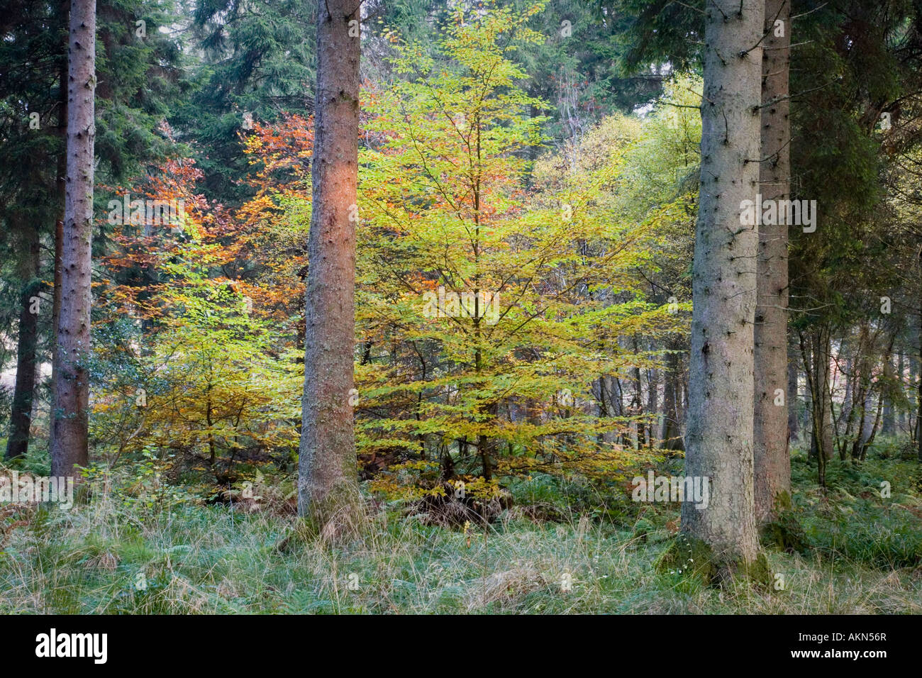 The vivid leaves of young beech trees provide autumn colour among the ...