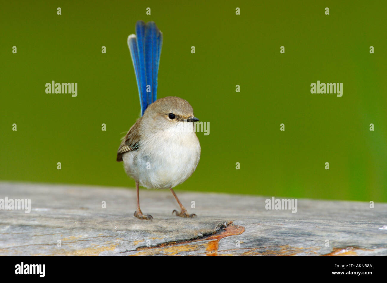 Blue wren flying hi-res stock photography and images - Alamy