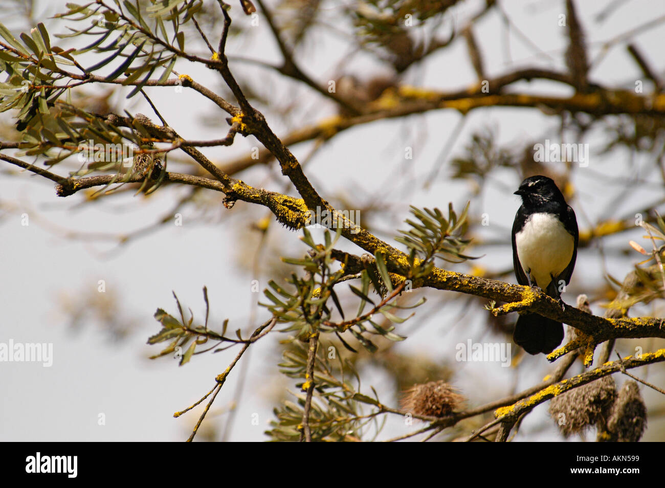 Willy wagtail flying hi-res stock photography and images - Alamy