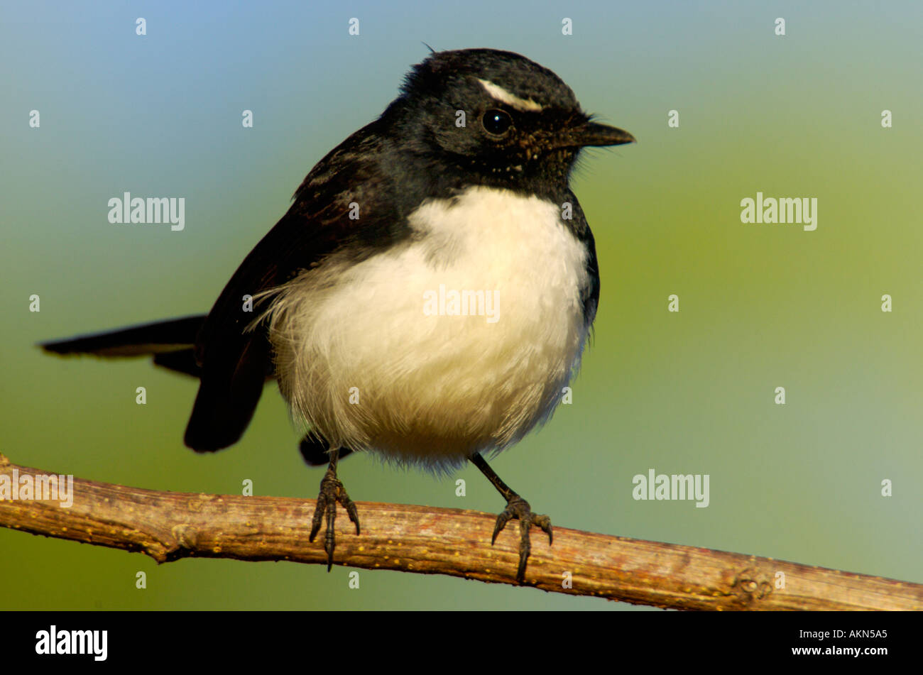 Willy wagtail flying hi-res stock photography and images - Alamy