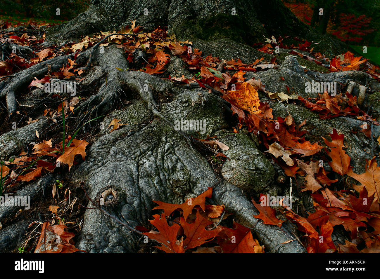Tree roots covered with fallen leaves National Arboretum USA Stock ...
