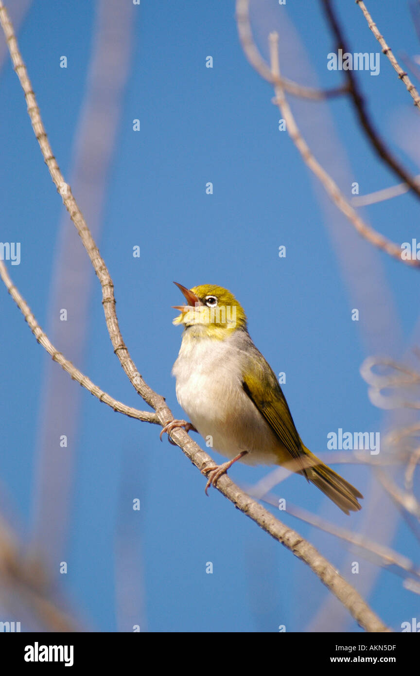 An australian silvereye bird hi-res stock photography and images - Alamy