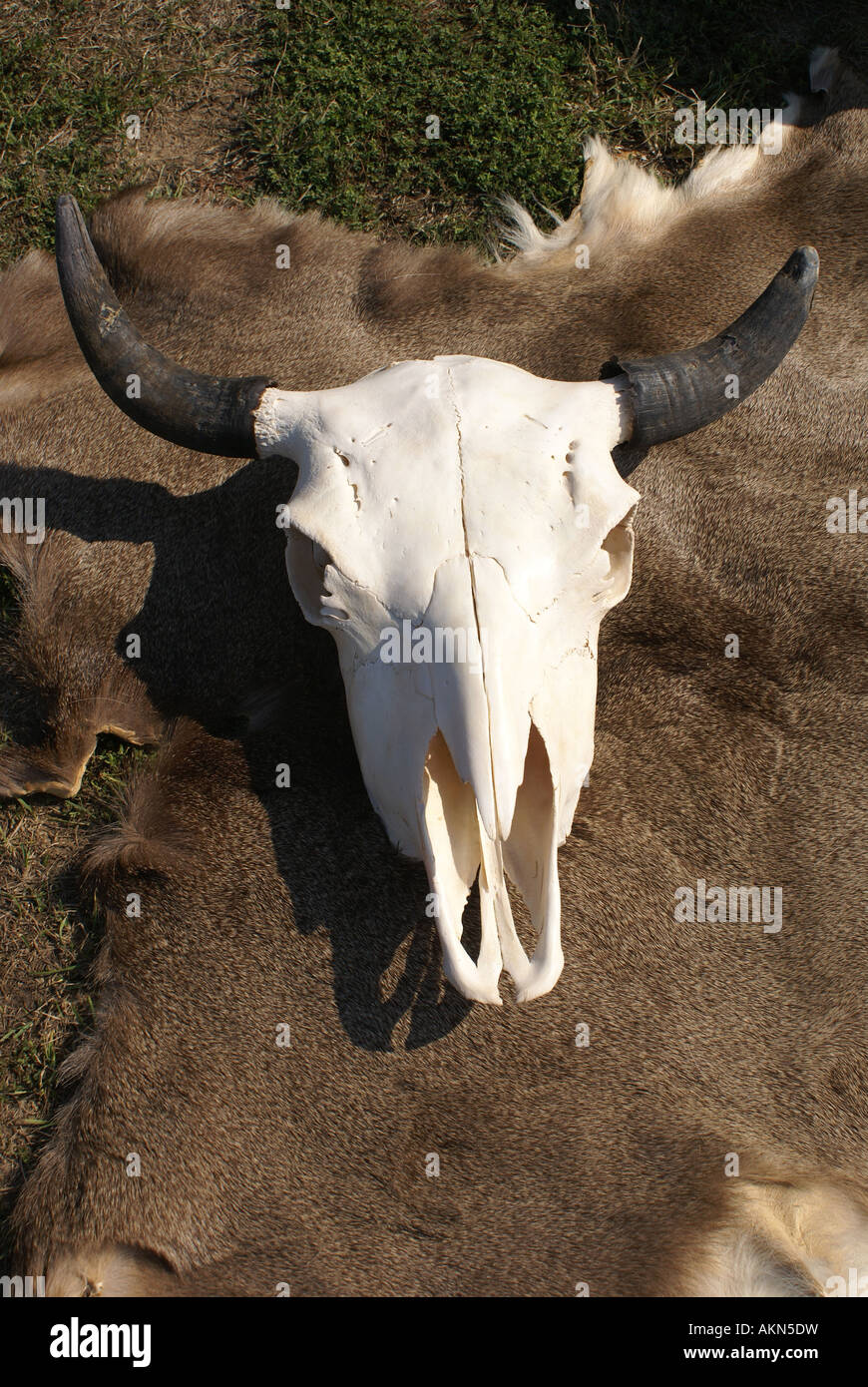 Black and white dead cow hi-res stock photography and images - Alamy