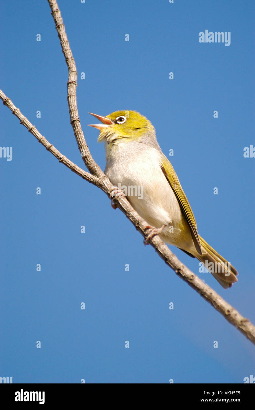 Silvereye Zosterops lateralis Stock Photo - Alamy