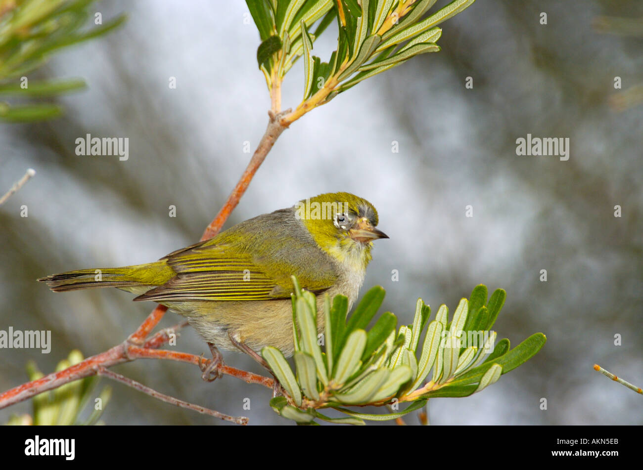 Australian silvereye hi-res stock photography and images - Alamy