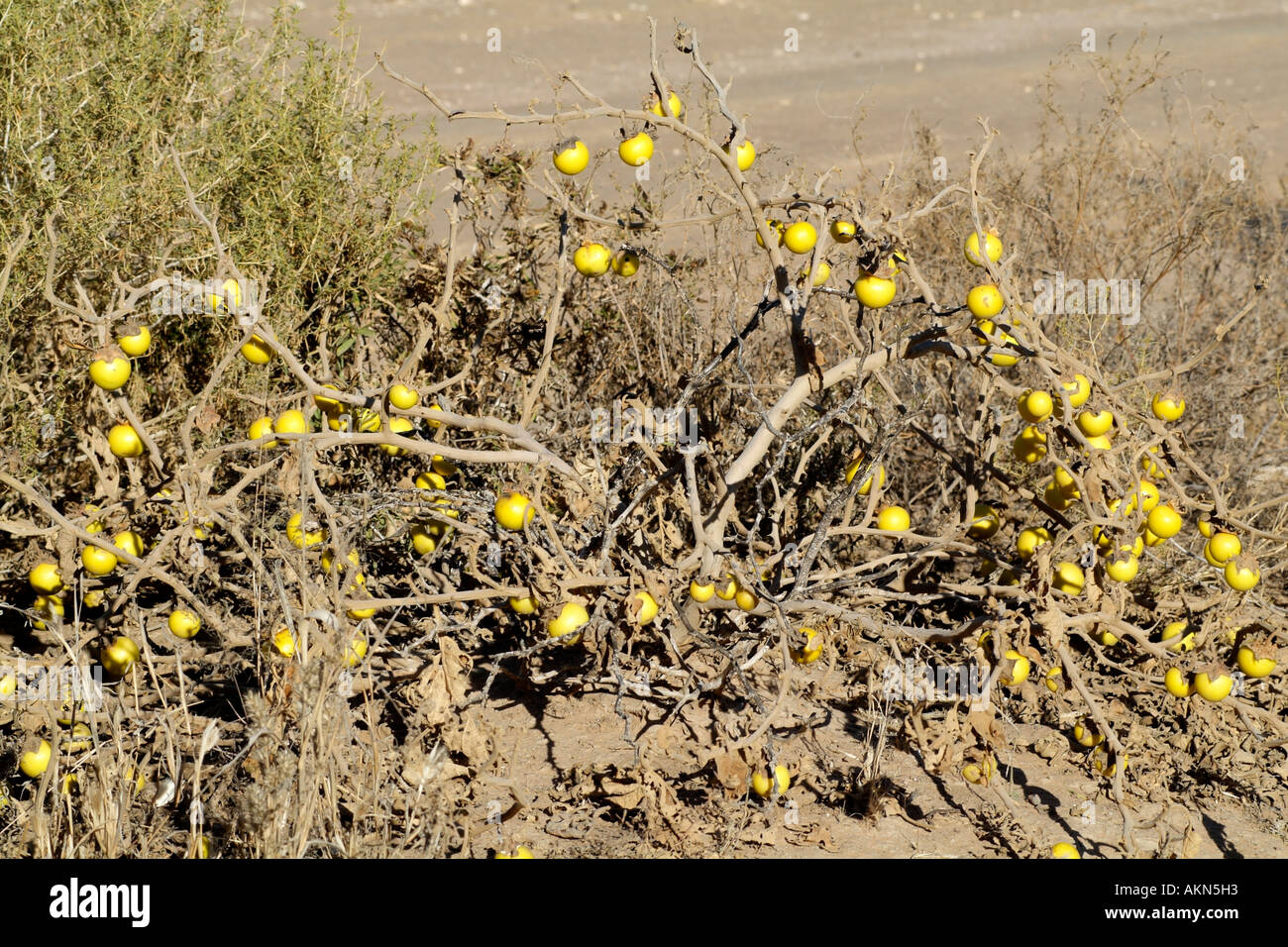 Poison Apple.Solanum Capense bitterappel in the Kalahari Transfrontier ...