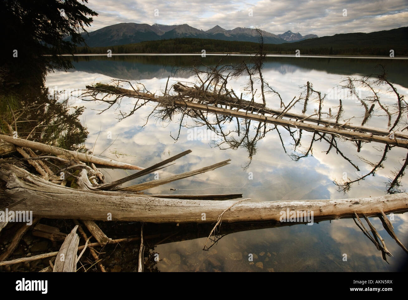 Dead trees in the water Stock Photo - Alamy