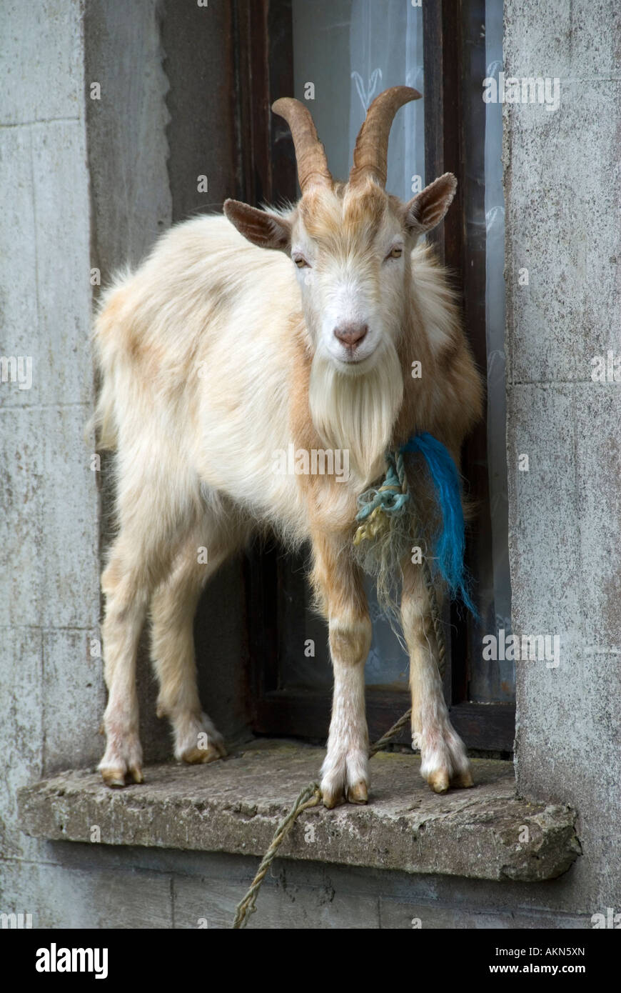 Goat on a window ledge, Dingle Peninsula, County Kerry, Ireland Stock ...