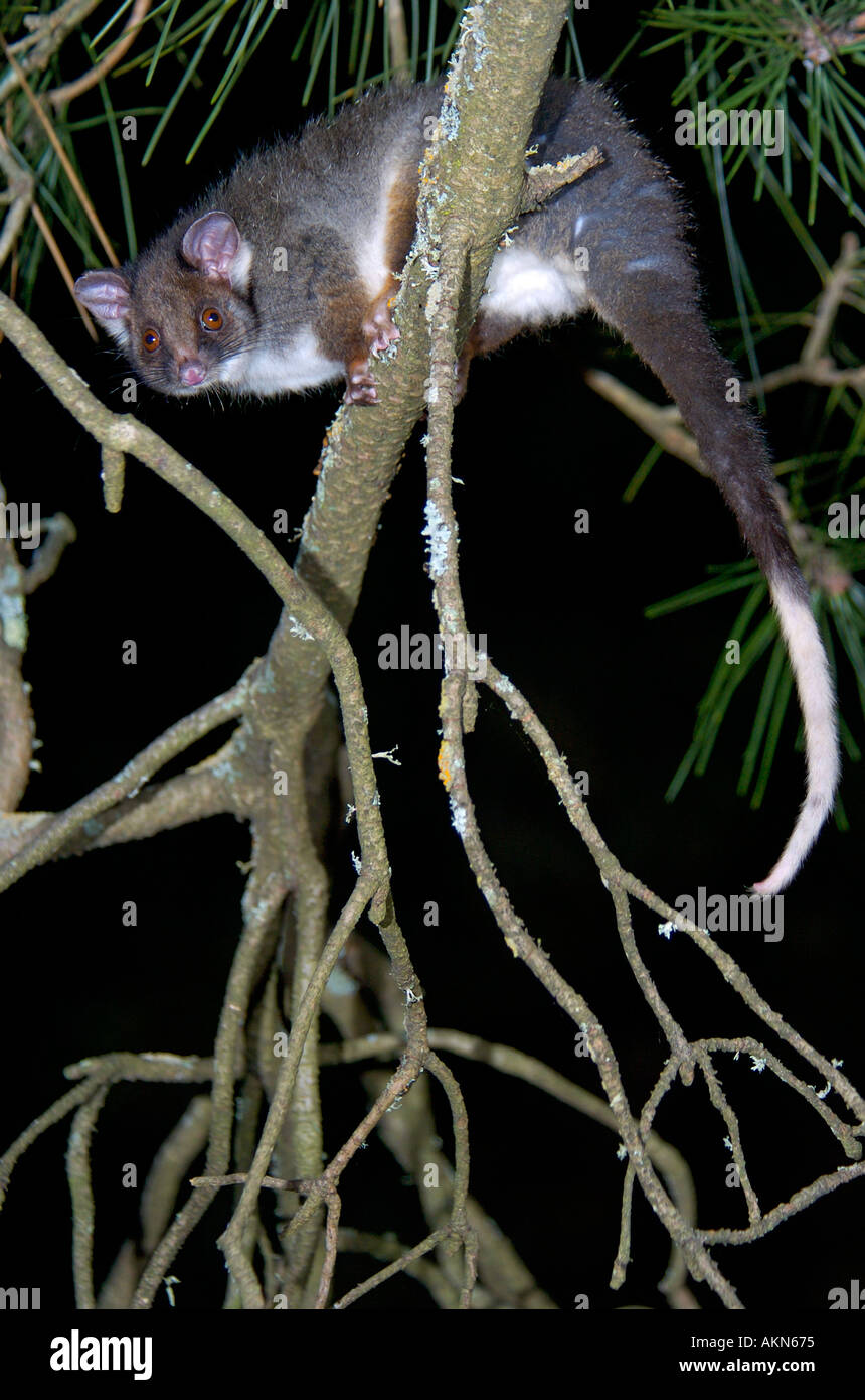 Common Ringtail Possum Pseudocheirus peregrinus Stock Photo - Alamy