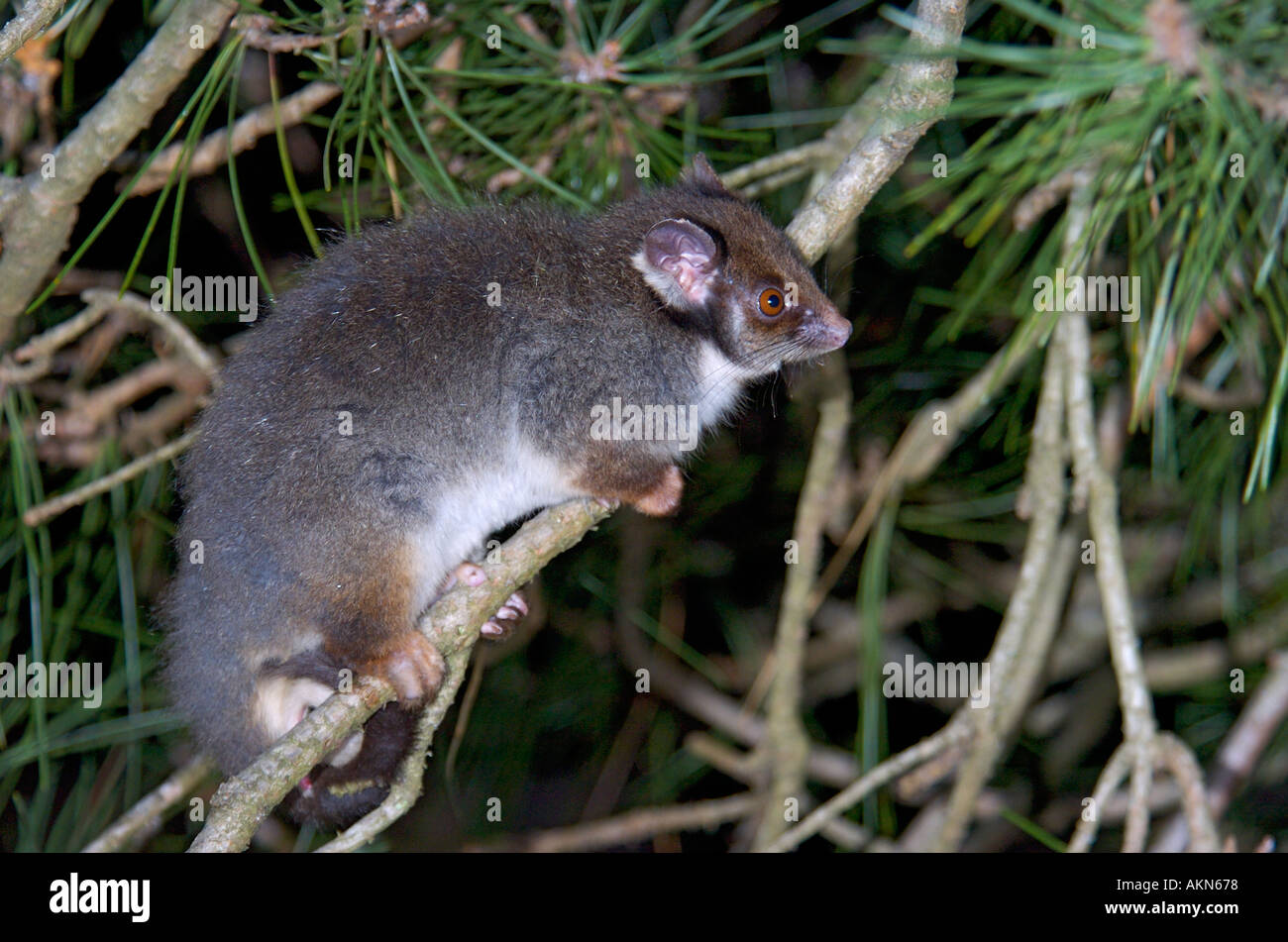Common Ringtail Possum Pseudocheirus peregrinus Stock Photo - Alamy
