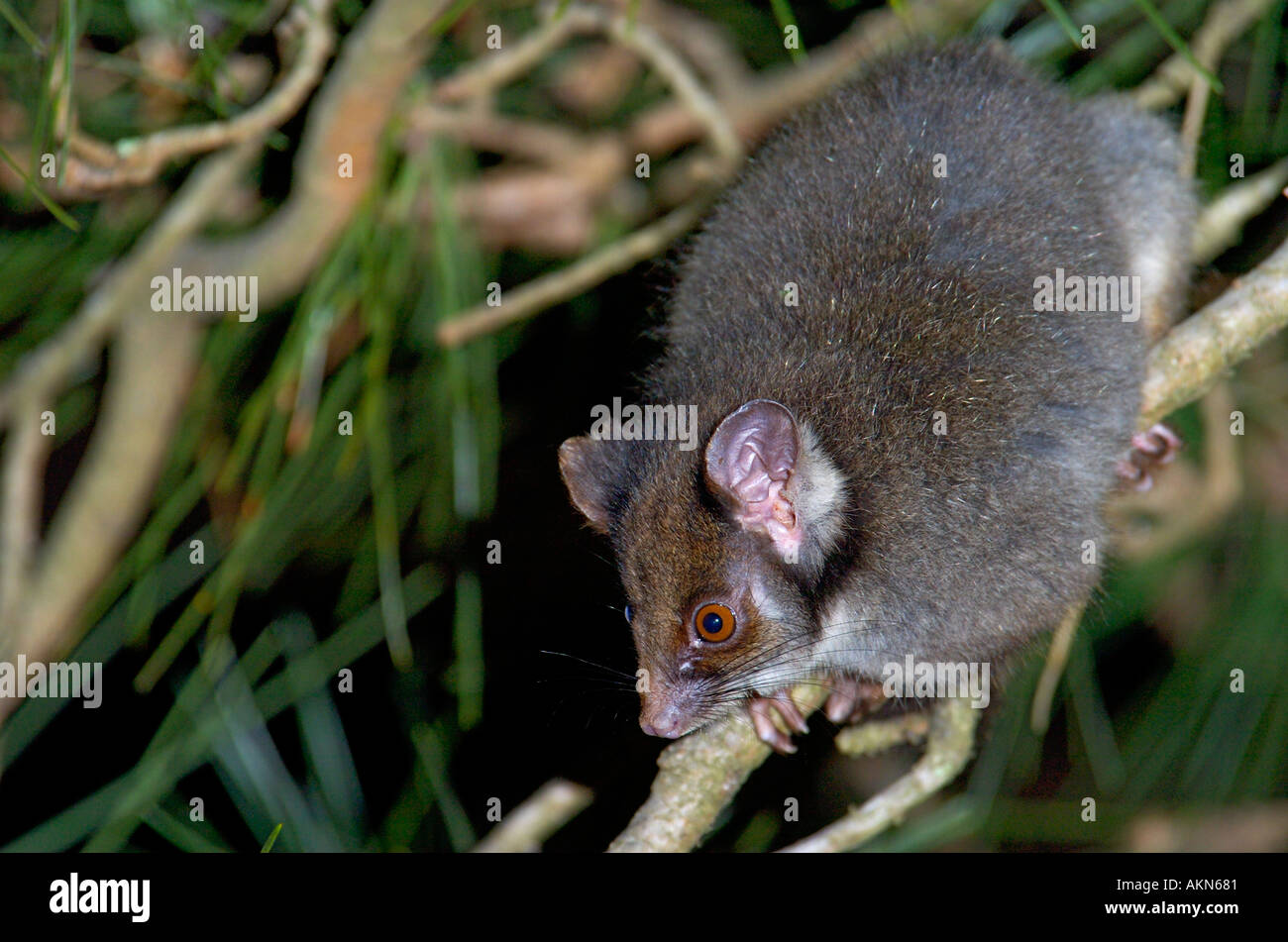 Common Ringtail Possum Pseudocheirus peregrinus Stock Photo - Alamy