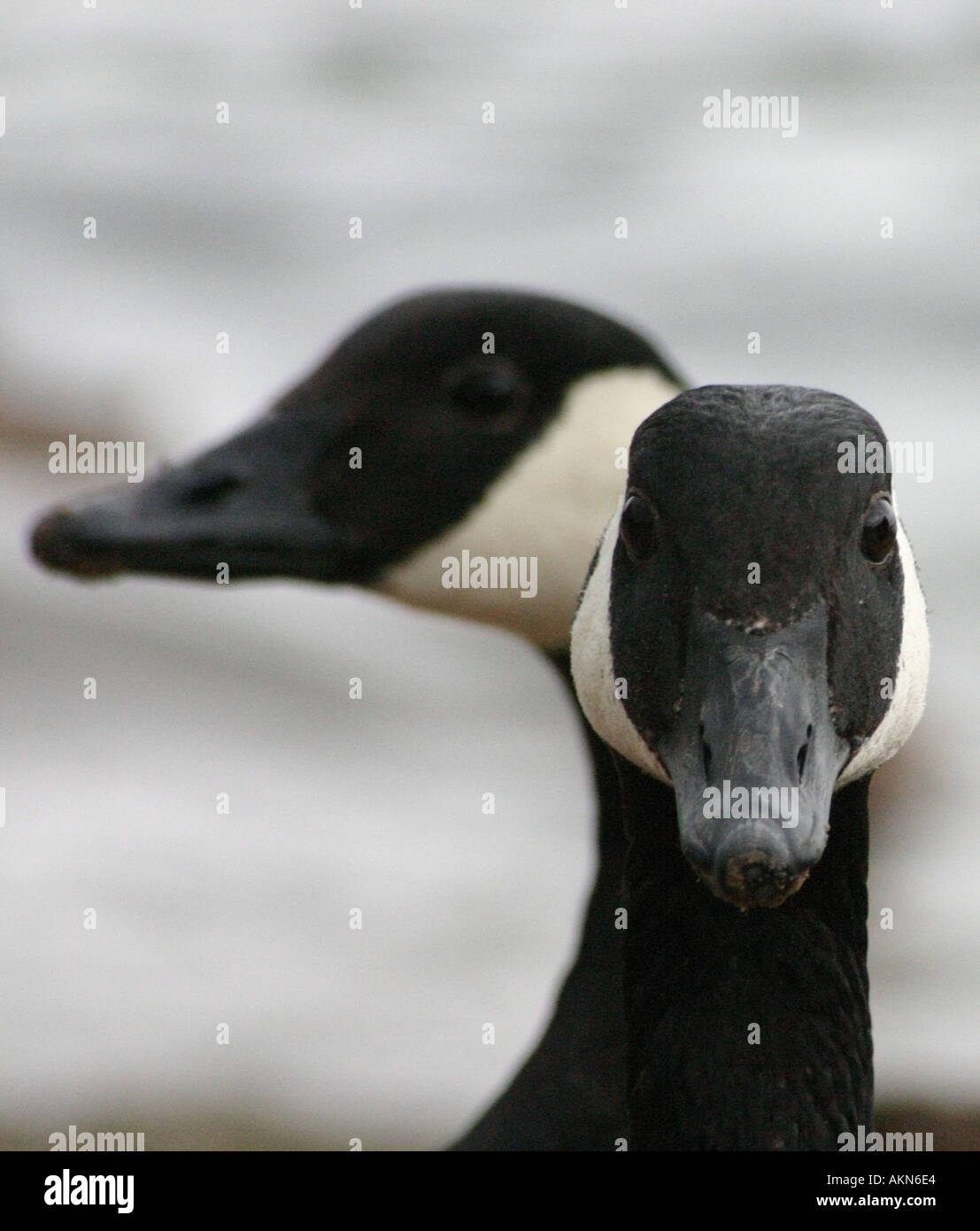 Black white feather hi-res stock photography and images - Alamy