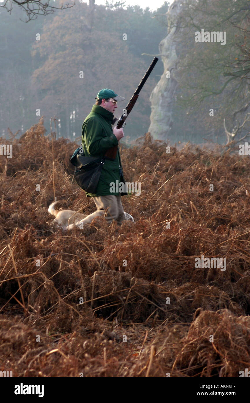 Hunting with dogs Hunter huntsman hunting gun dog gundog pheasant mist ...