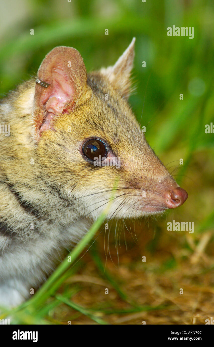 Dasyurus viverrinus hi-res stock photography and images - Alamy