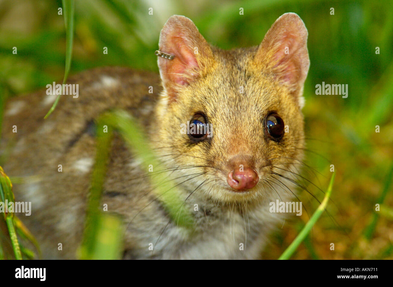 Quoll eating hi-res stock photography and images - Alamy
