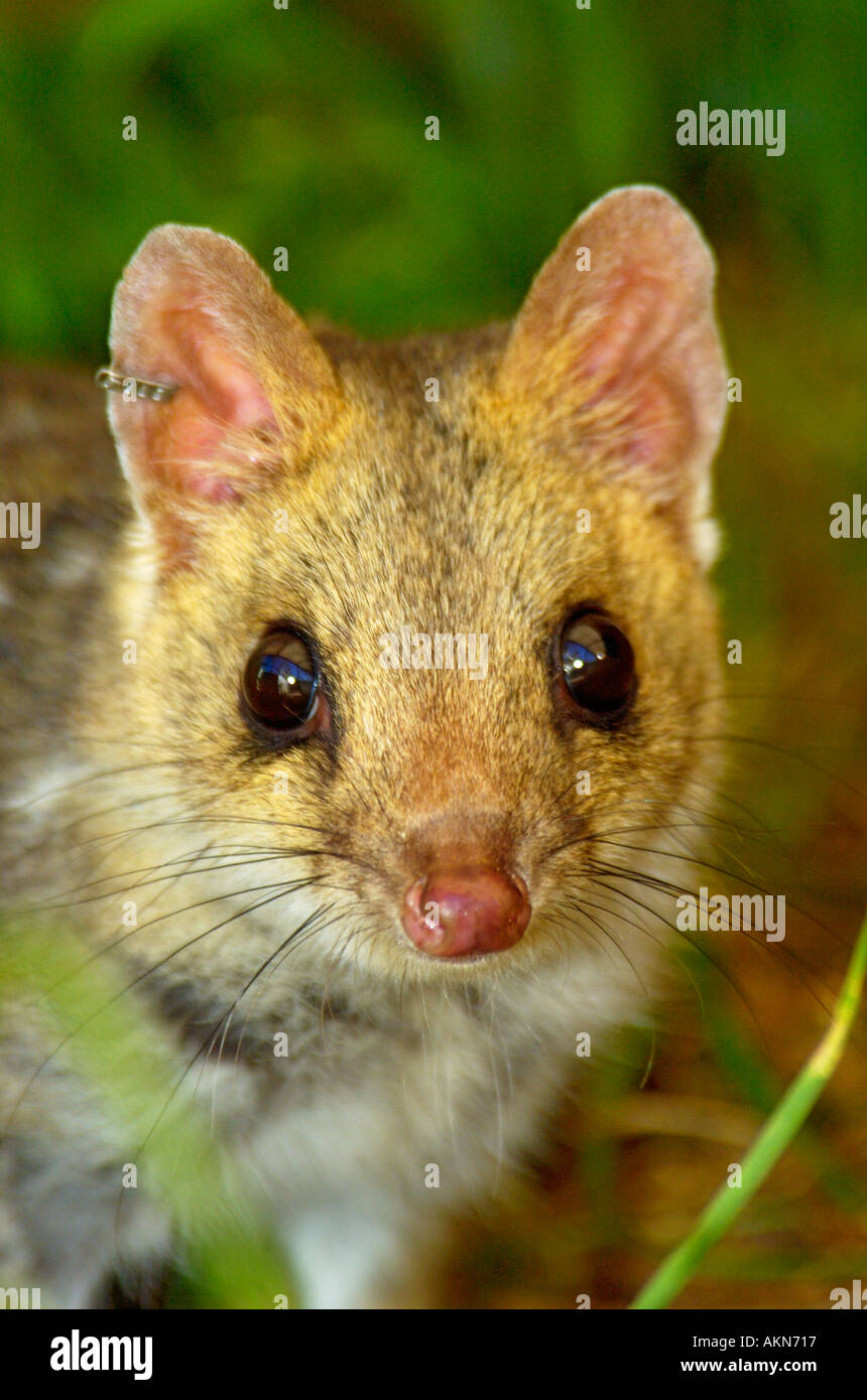 Quoll eating hi-res stock photography and images - Alamy