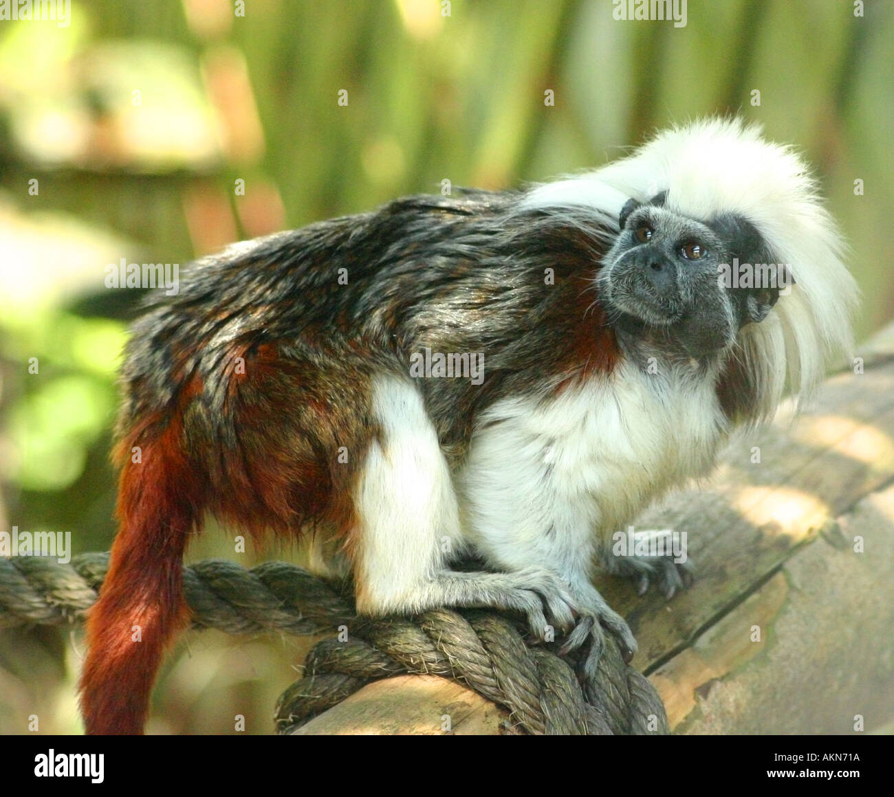 Colobus Monkey in Kenya 2 Colobus monkey stringfellow hunt hunted ...