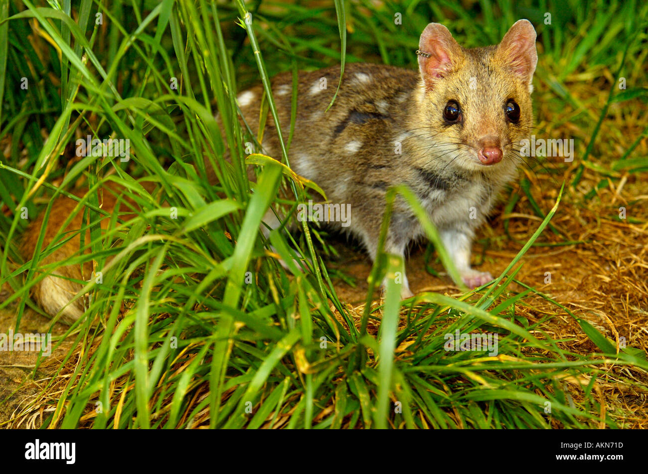 Eastern Quoll High Resolution Stock Photography and Images - Alamy