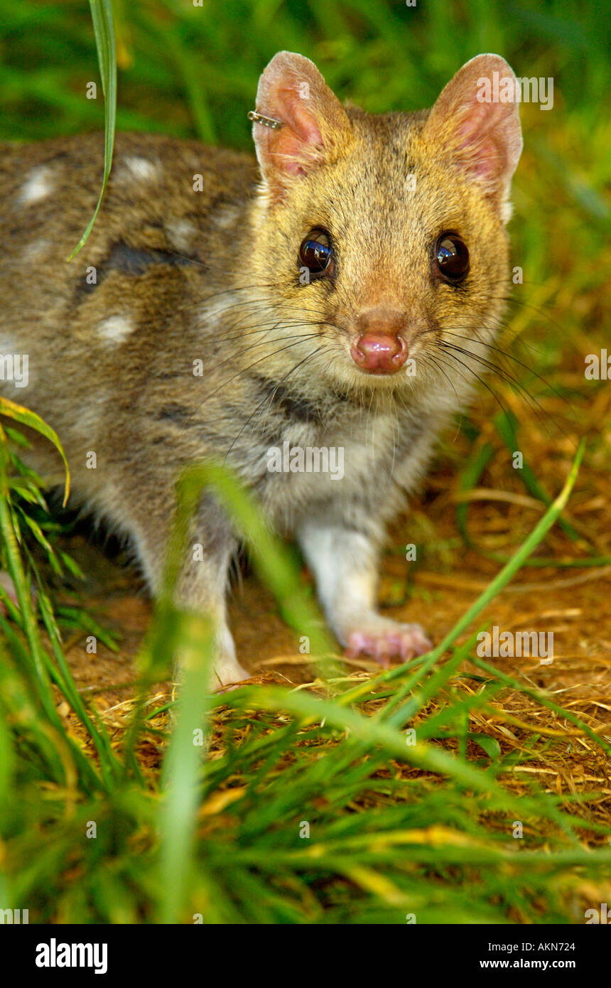 Quoll eating hi-res stock photography and images - Alamy