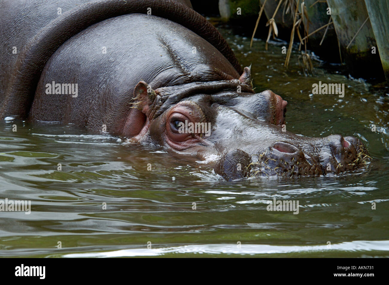 Hippopotomus mouth hi-res stock photography and images - Alamy