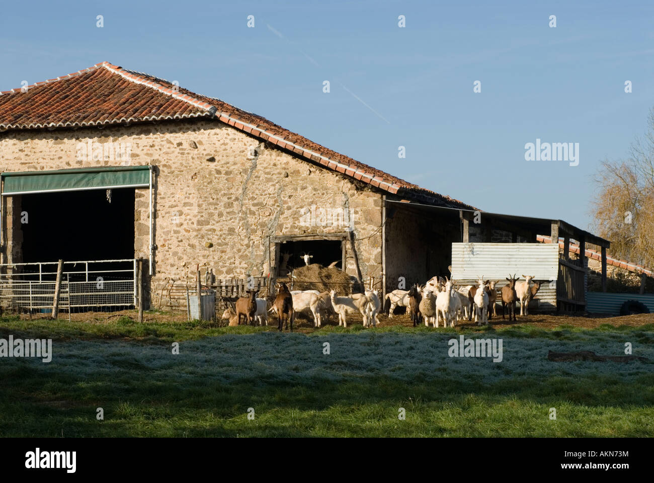 Stock photo of a French barn with a herd of Goats Stock Photo - Alamy