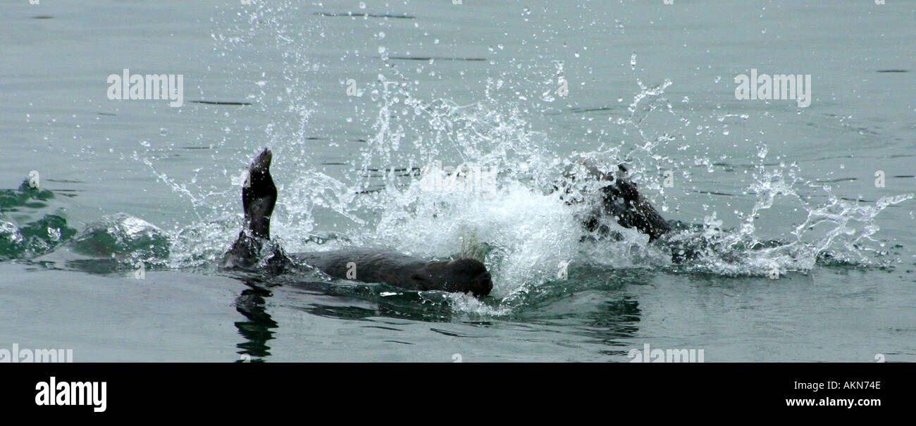 Seals at play in Ardee NI Seals Seal sea splash splashing water nature ...