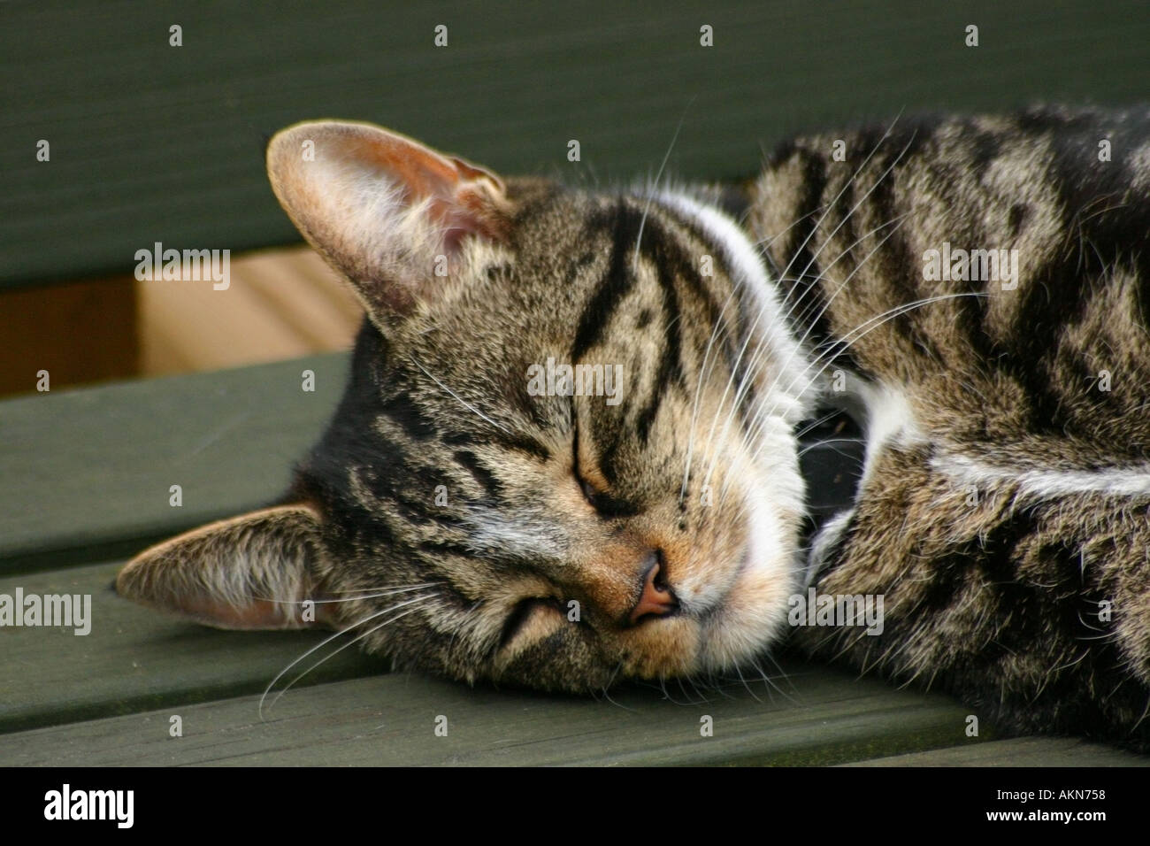 sleeping cat on bench Cat Sleep Lazy Feline Whiskers Eyes Nose Tabby ...