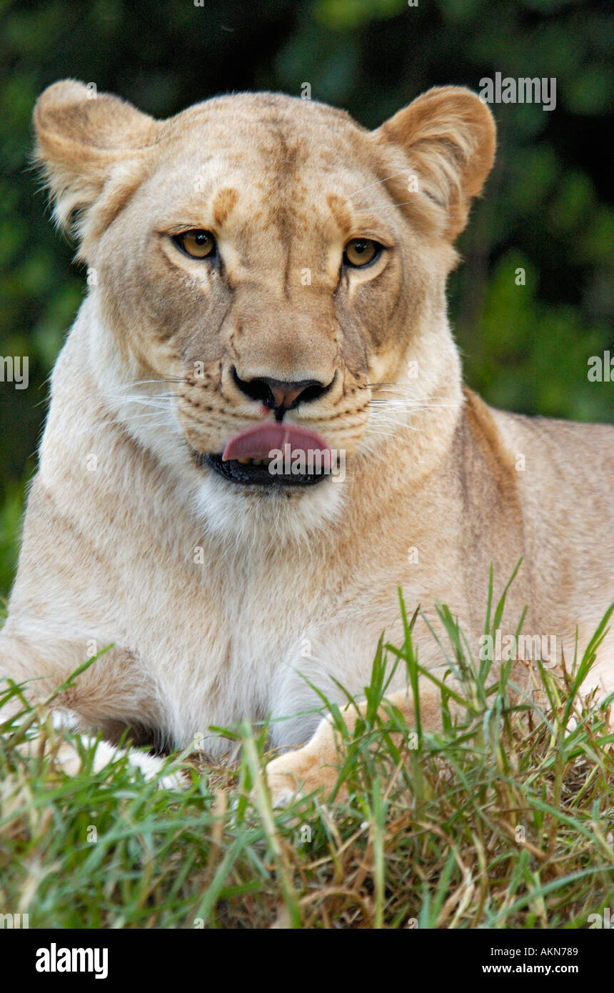 Lioness licking lips hi-res stock photography and images - Alamy