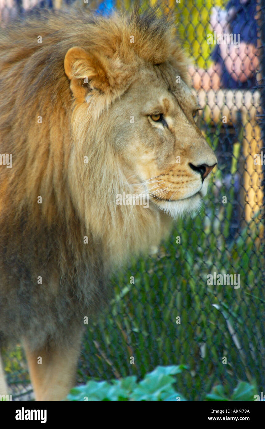 Lion Panthera leo in a zoo Stock Photo - Alamy