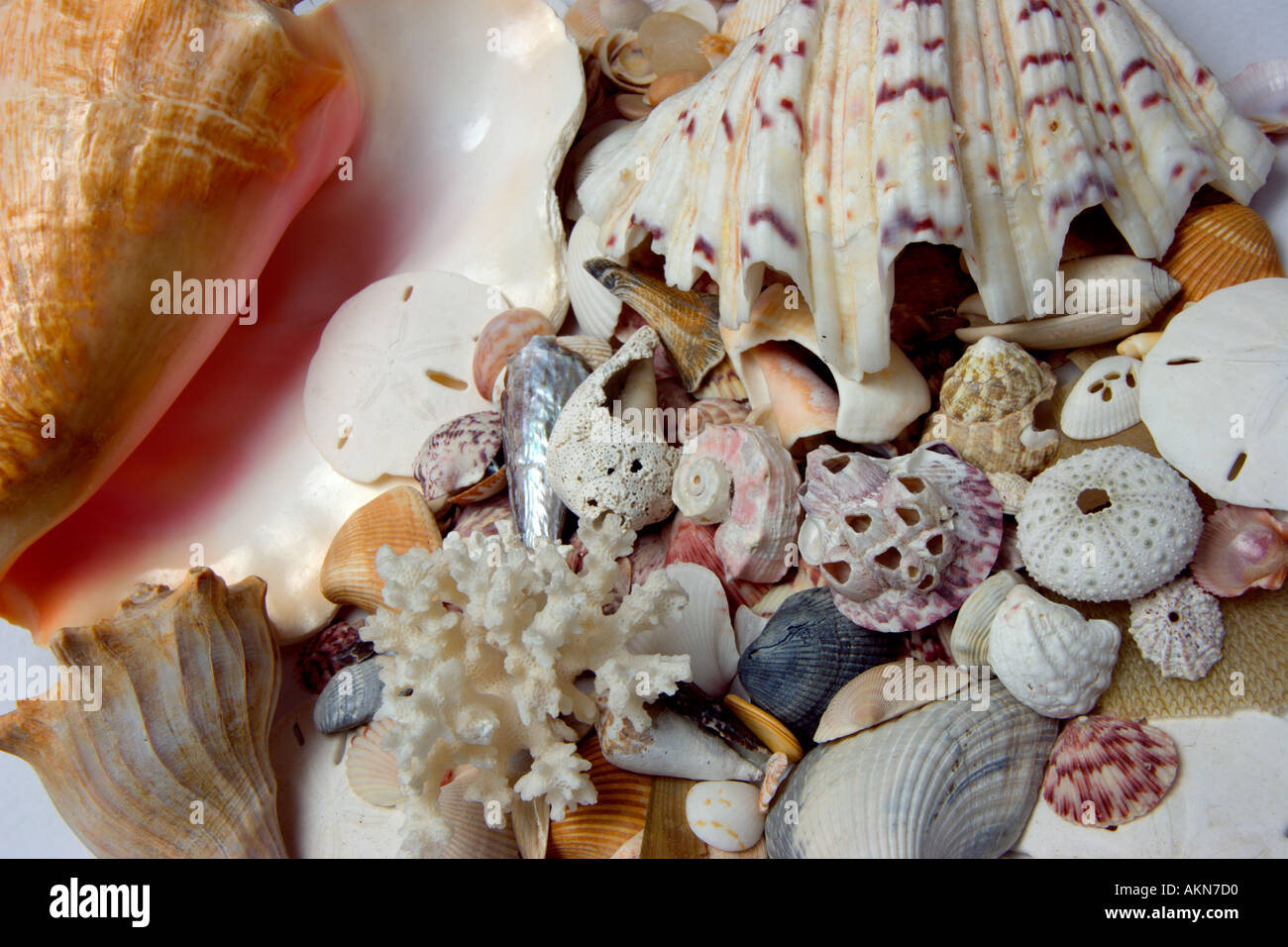 Colourful sea shells hi-res stock photography and images - Alamy