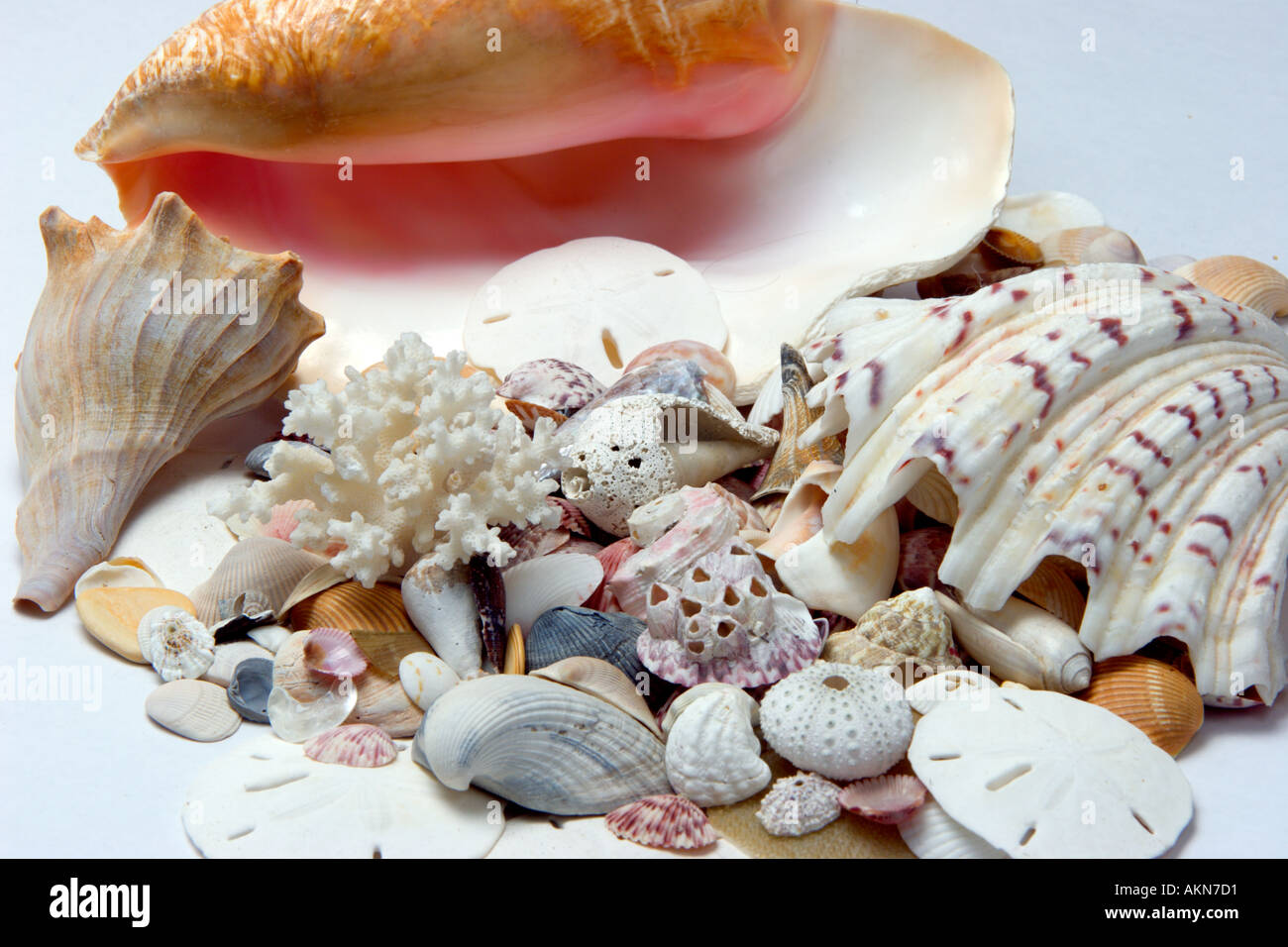 Variety of sea shells Stock Photo - Alamy