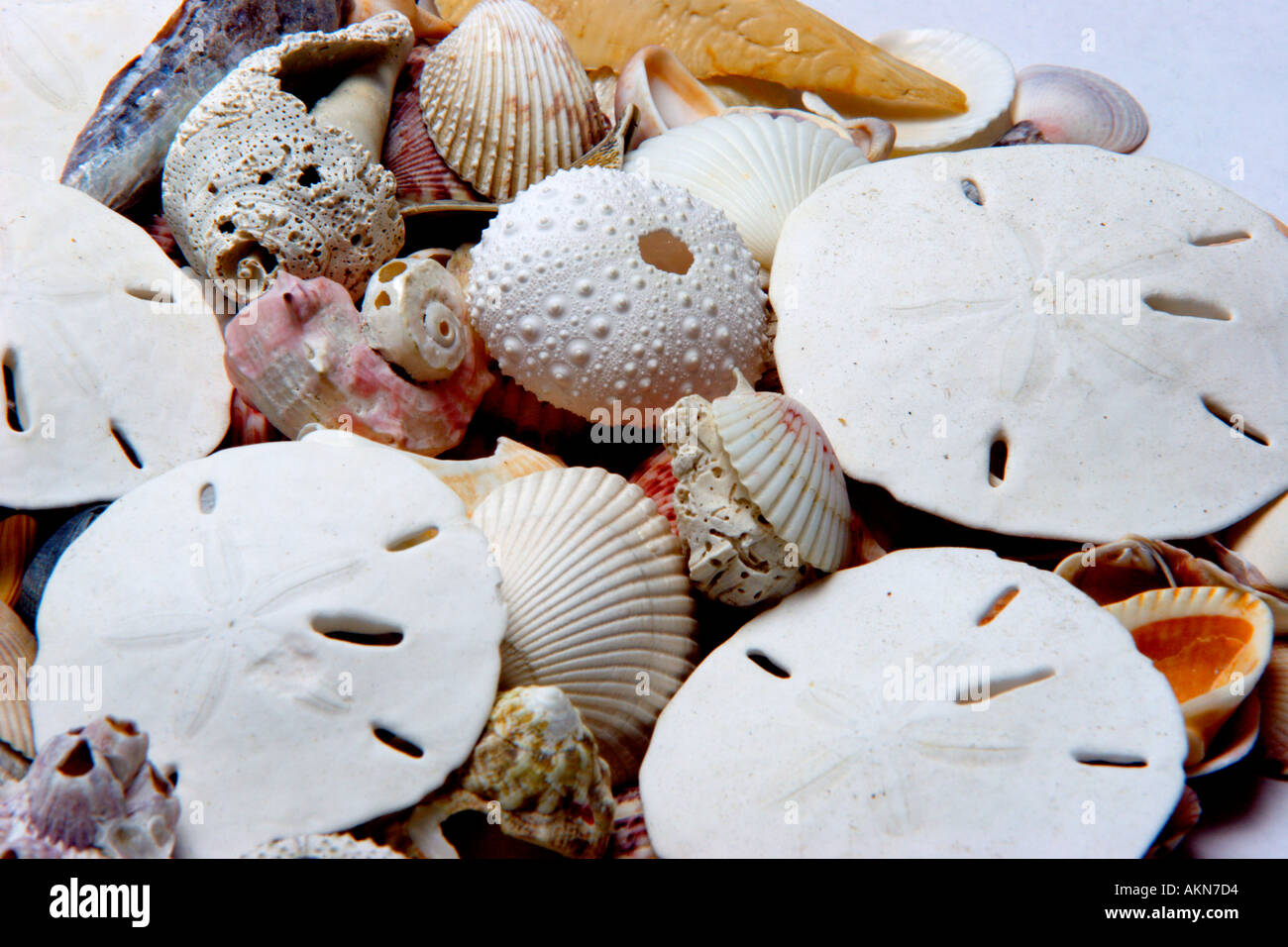 Colourful sea shells hi-res stock photography and images - Alamy