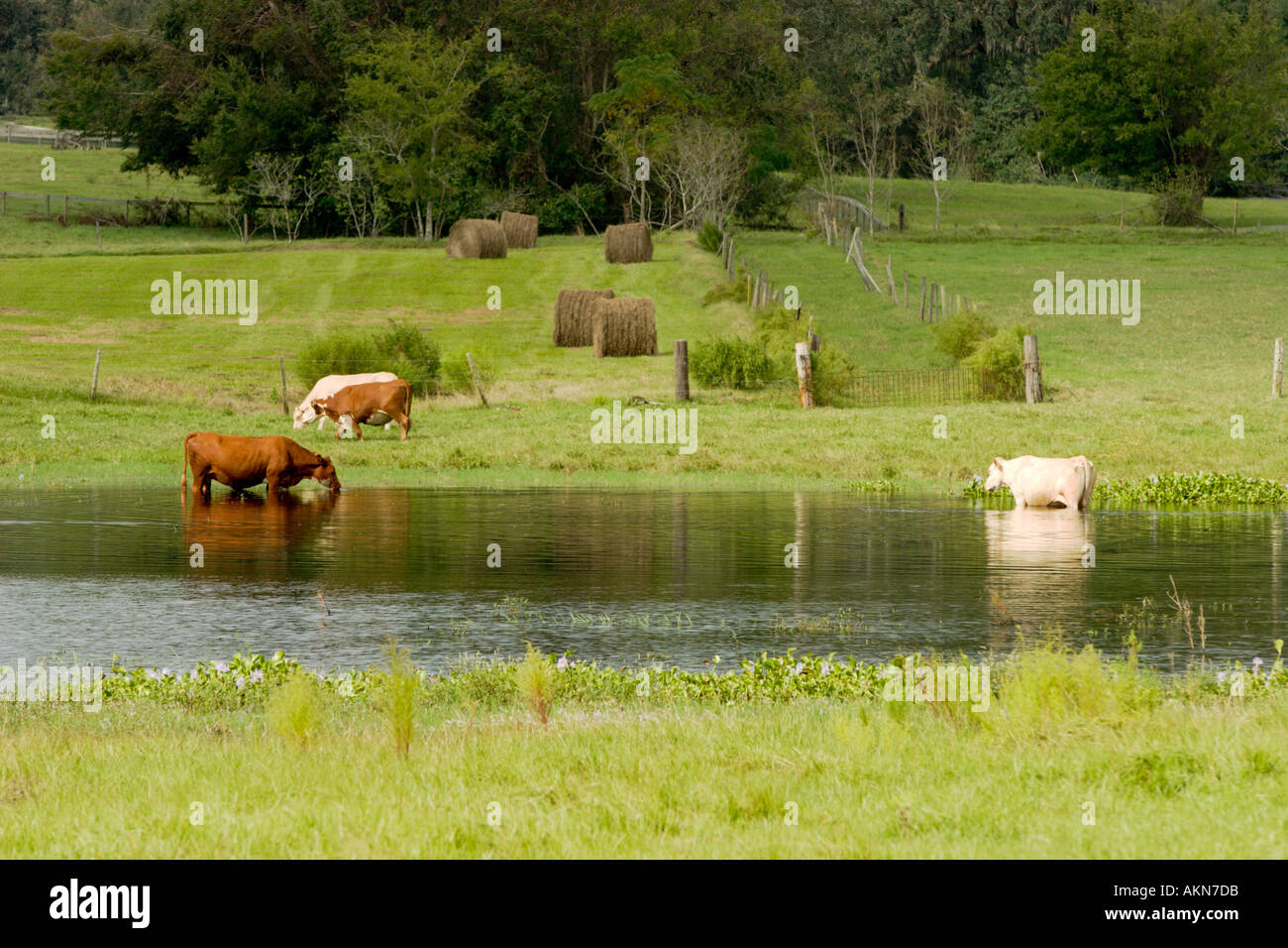 Watering cows hi-res stock photography and images - Alamy