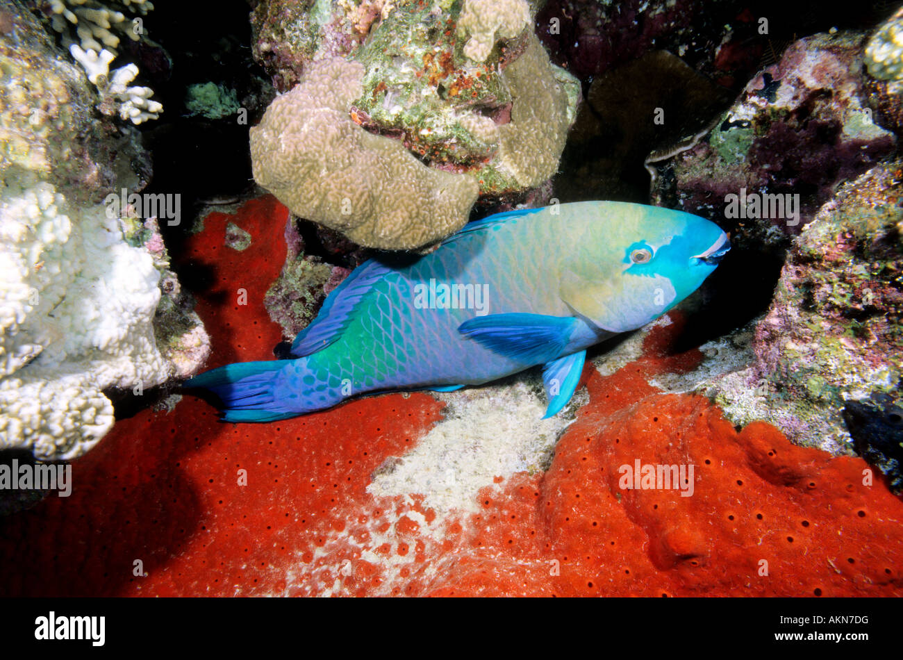 Egypt, Red Sea, parrot fish Stock Photo - Alamy