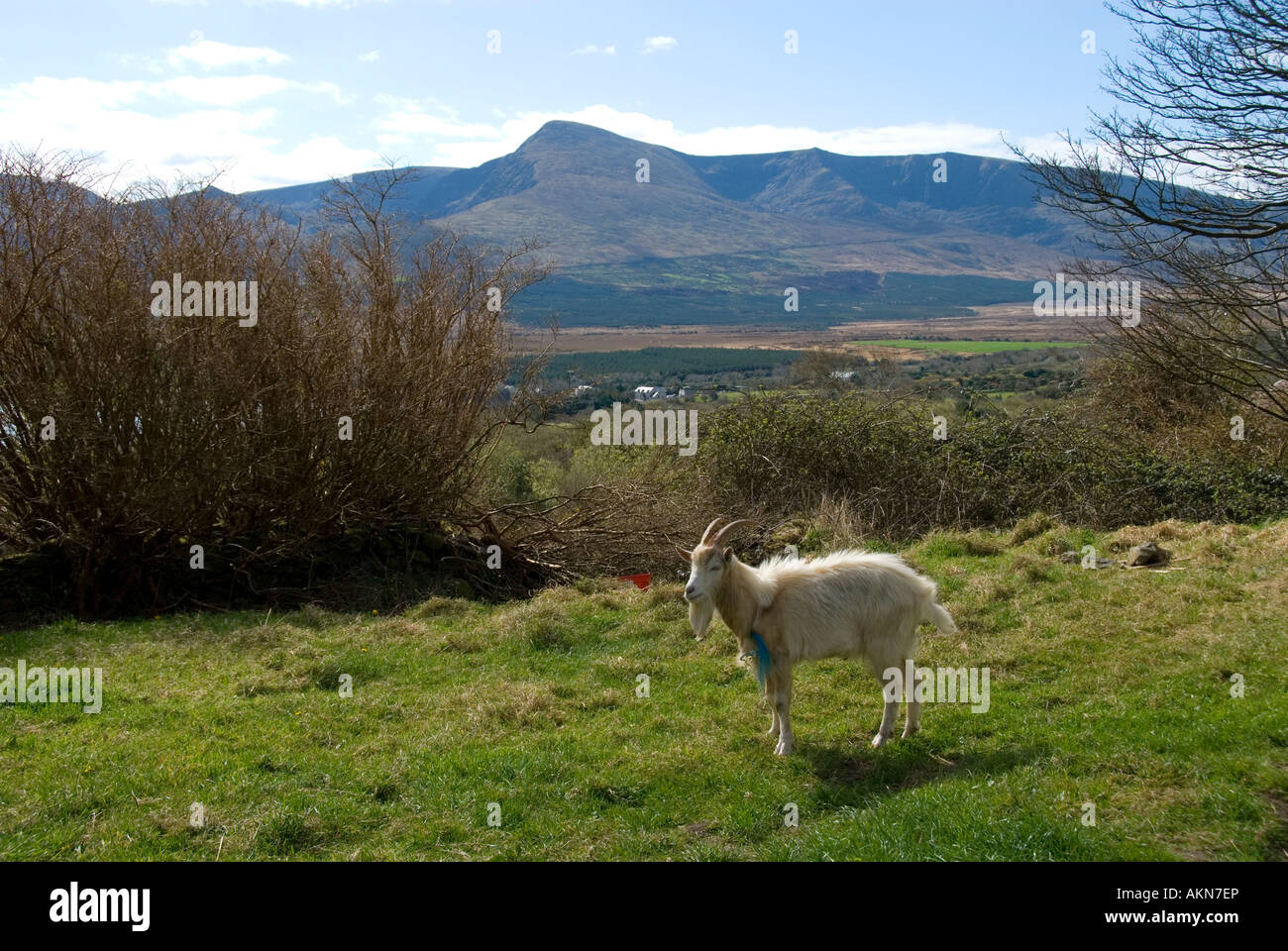 Stradbally Mountain with goat, Dingle Peninsula, County Kerry, Ireland ...