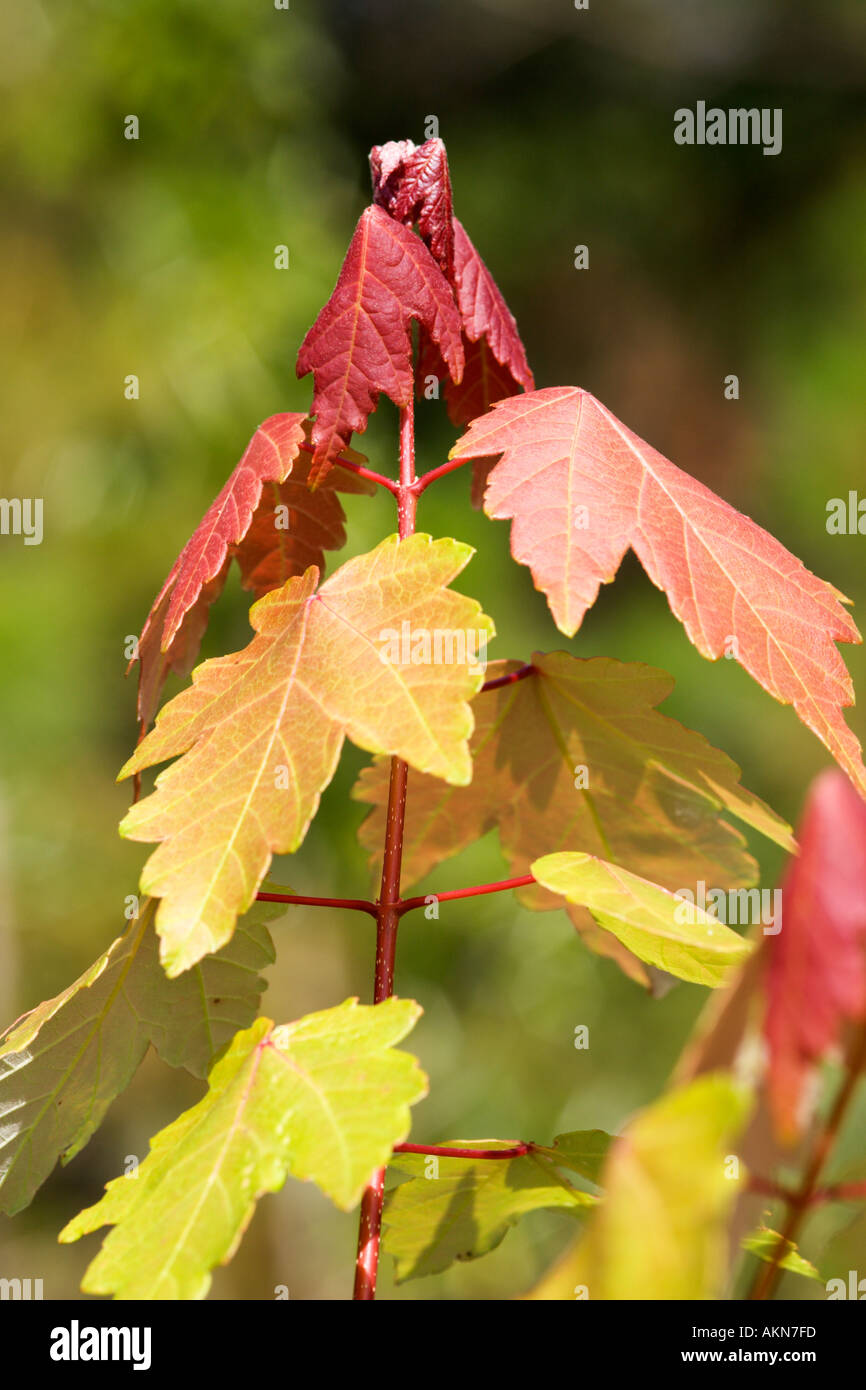 Tree sapling showing bright fall colors in leaves Stock Photo - Alamy