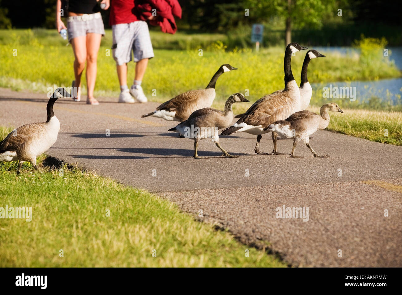 Branta_canadensis hi-res stock photography and images - Alamy