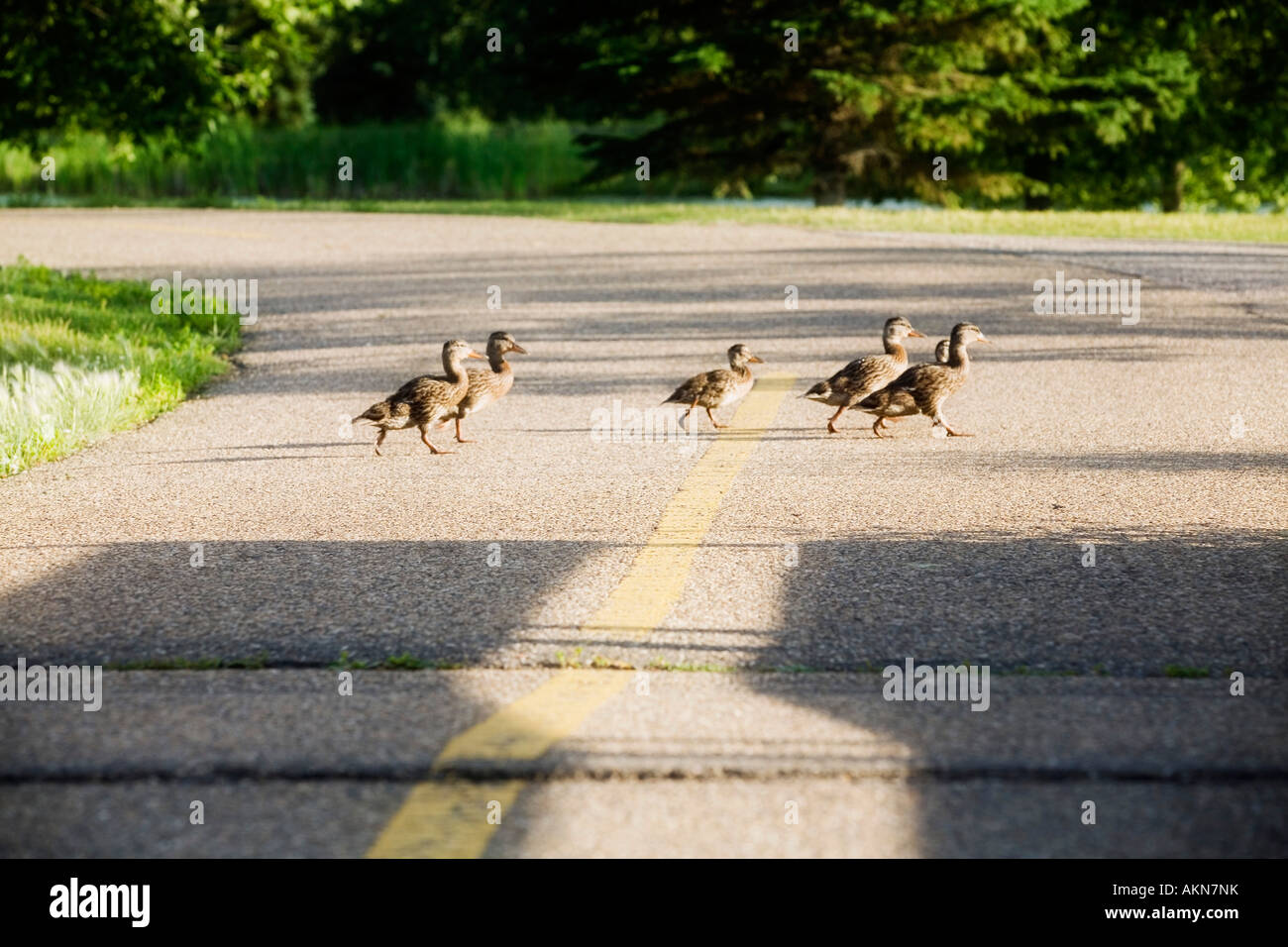 Young geese crossing a road Stock Photo - Alamy