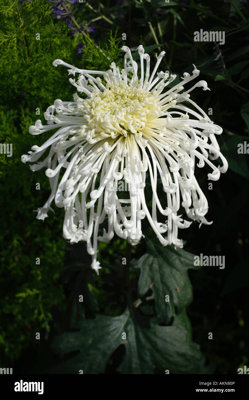 Chrysanthemum Icicles Spider Mum Stock Photo - Alamy