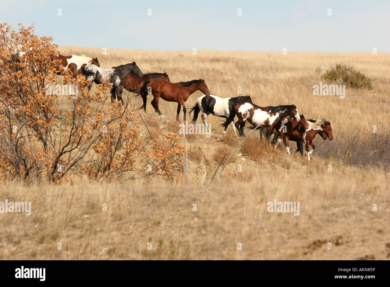 Indian ponies or horses running down the hills of South Dakota Stock ...