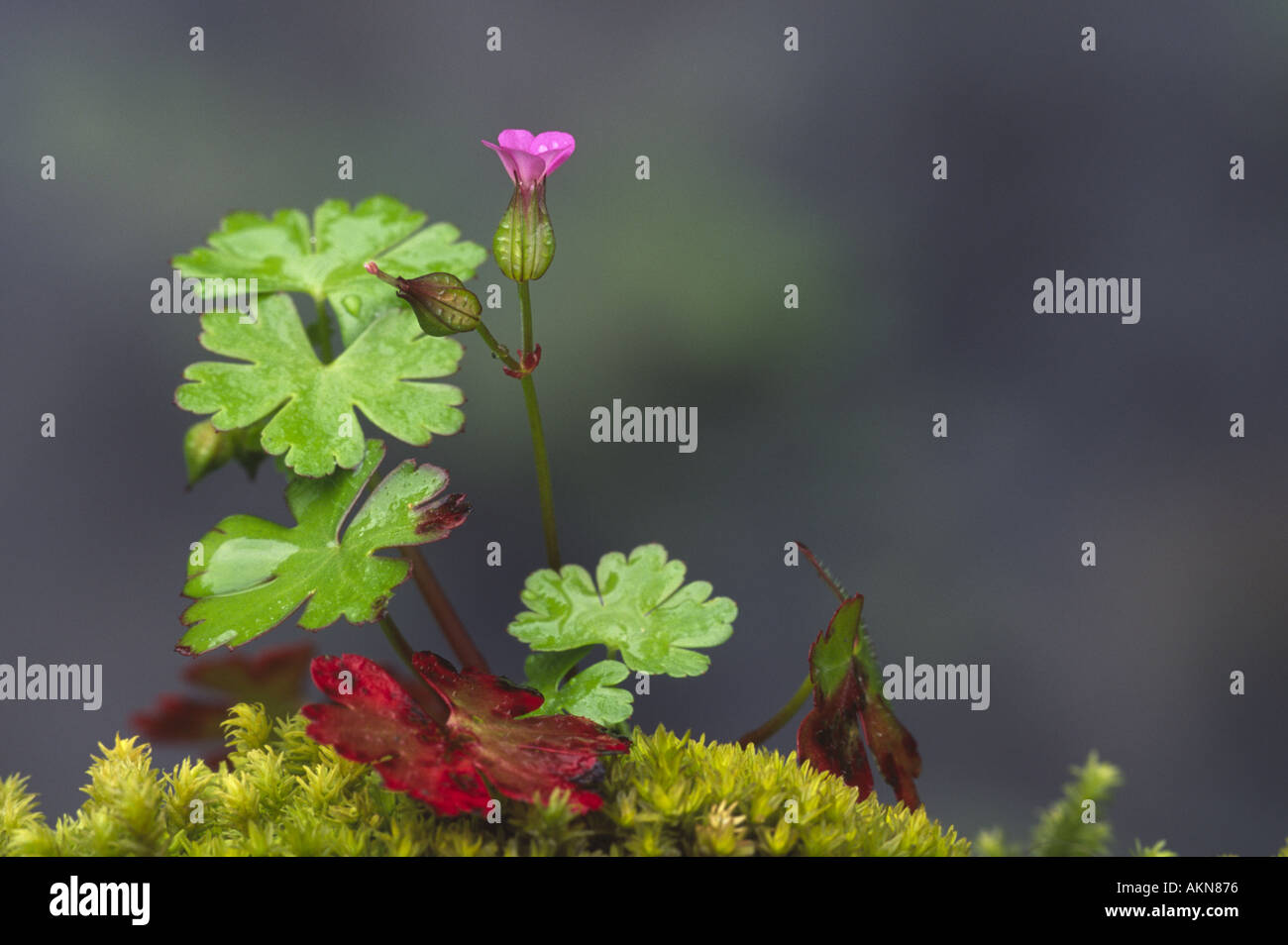 Shining Cranesbill Geranium lucidum Stock Photo - Alamy