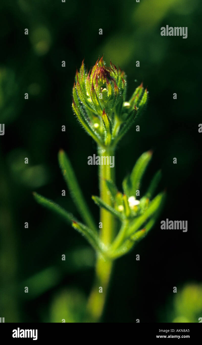 Common cleaver Galium aparine Stock Photo - Alamy