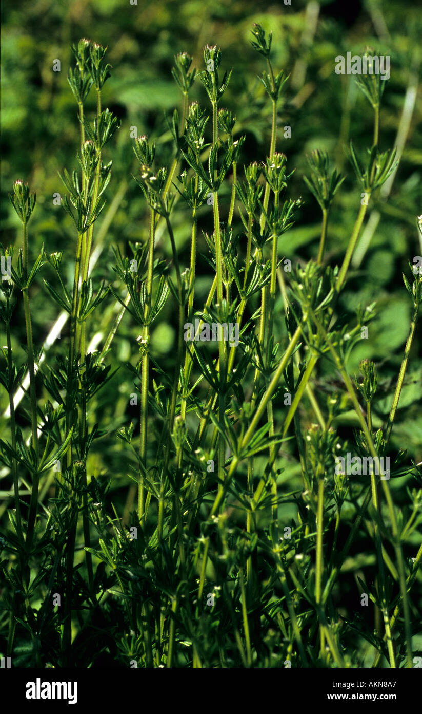 Common cleaver Galium aparine Stock Photo - Alamy