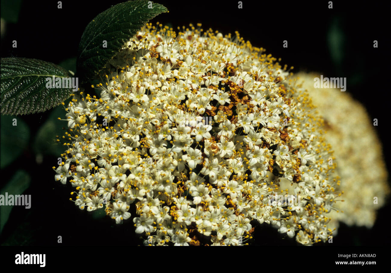 Wayfaring Tree Uk High Resolution Stock Photography and Images - Alamy