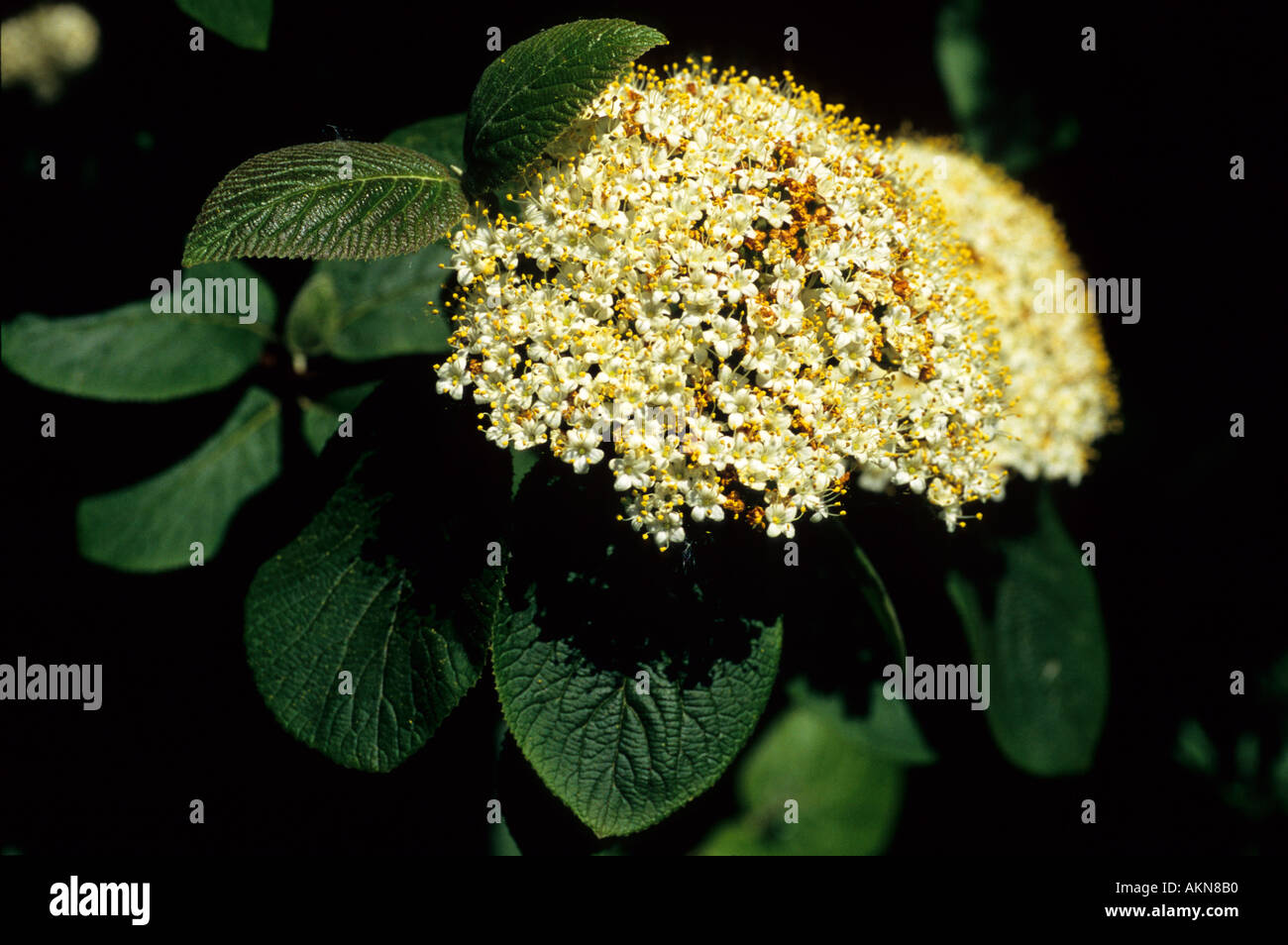 Wayfaring Tree Uk High Resolution Stock Photography and Images - Alamy