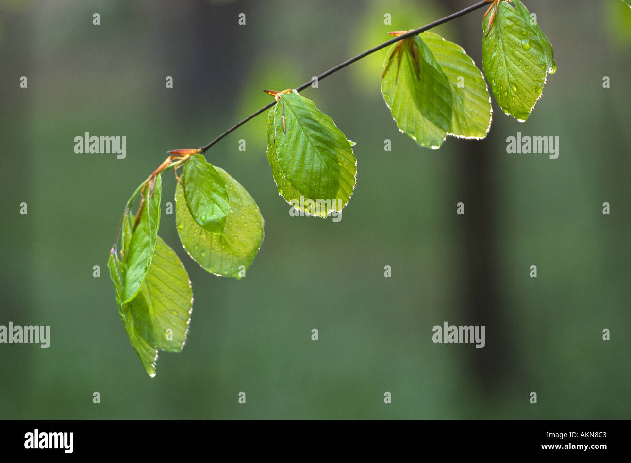 Beech leaf Fagus sylvatica Stock Photo - Alamy