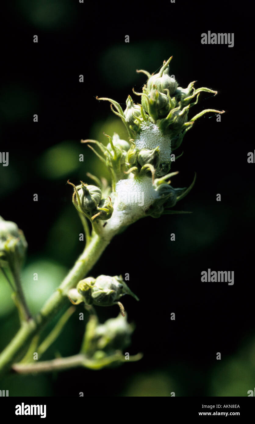Cuckoo spit Aphrophoridae spp on Bramble Rubus fruticosus agg Stock ...
