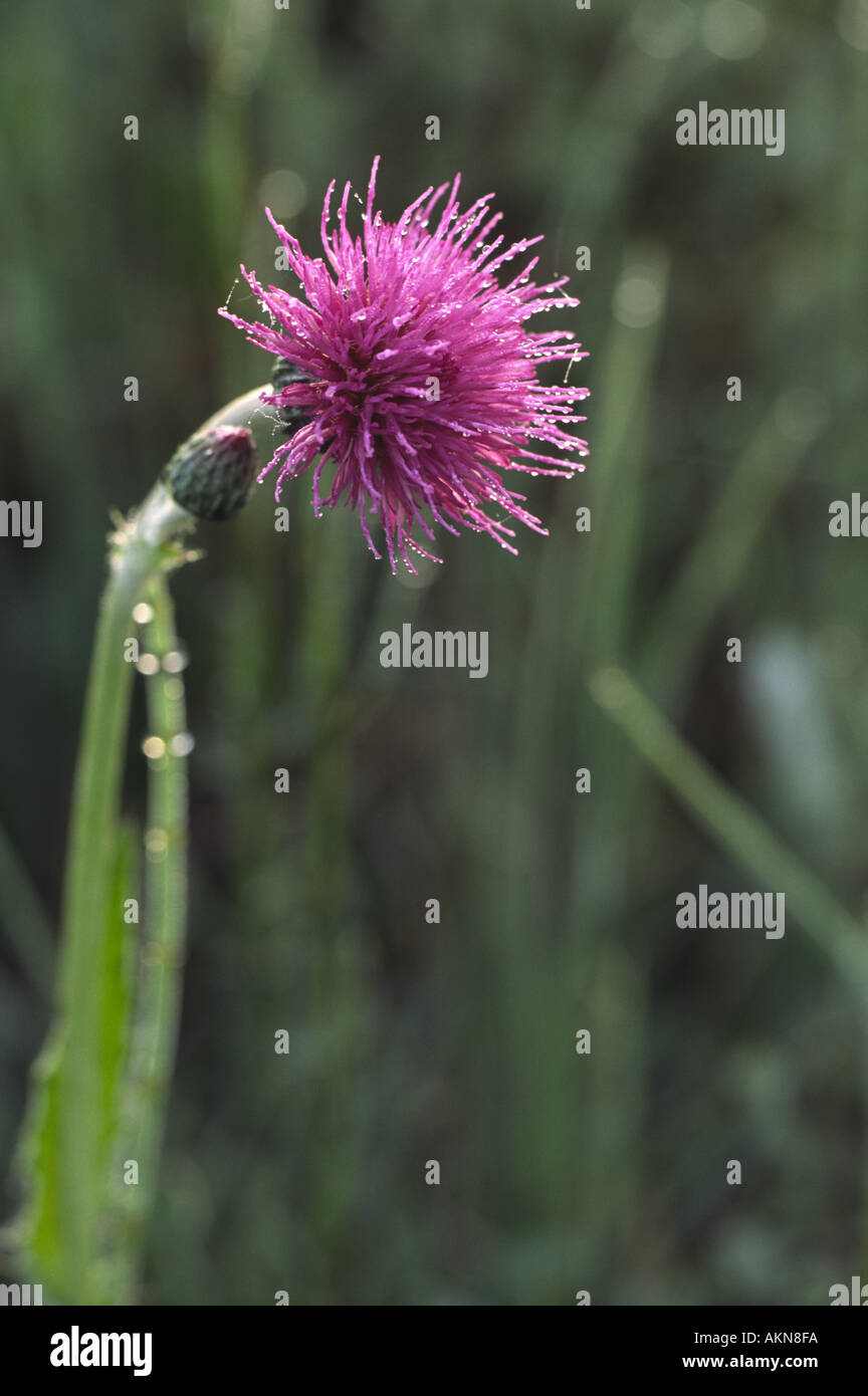 Cirsium dissectum hi-res stock photography and images - Alamy